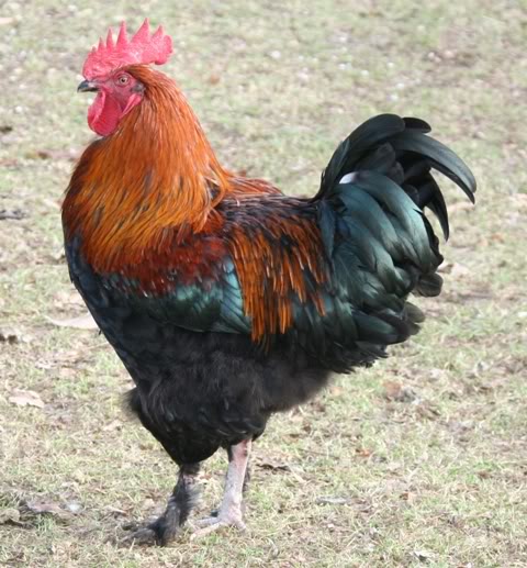 Marans Chicken Breed Information Pictures | BackYard Chickens - Learn ...