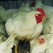 Meatbirds | BackYard Chickens - Learn How to Raise Chickens