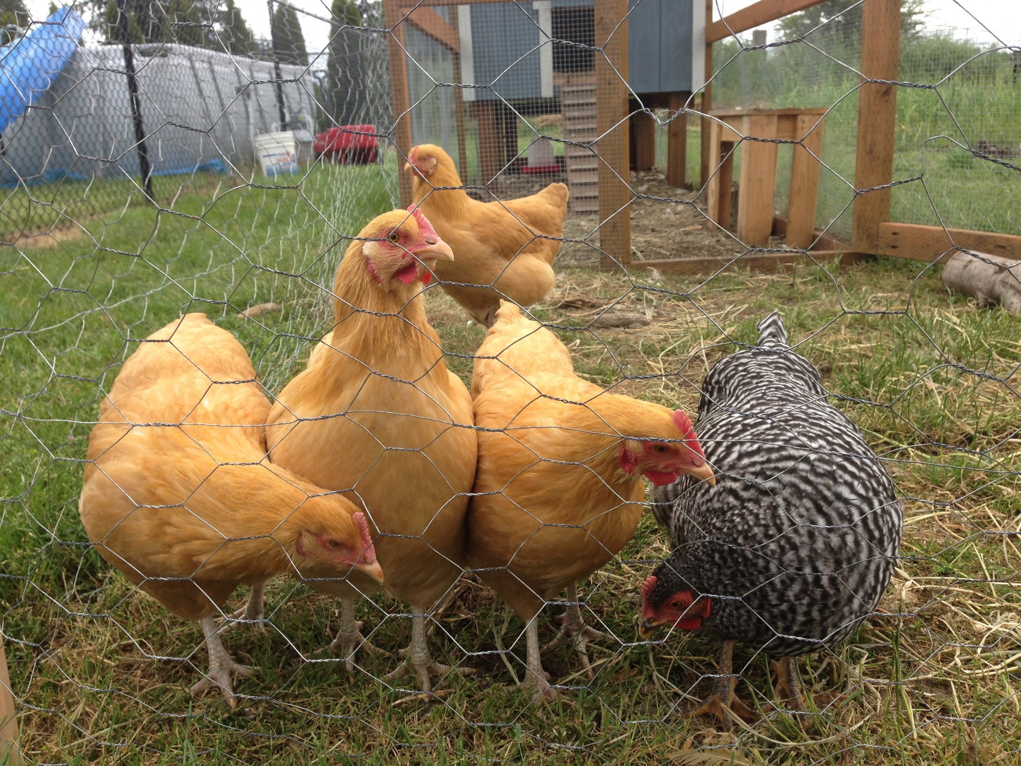 Meet my 5 hens! | BackYard Chickens - Learn How to Raise Chickens