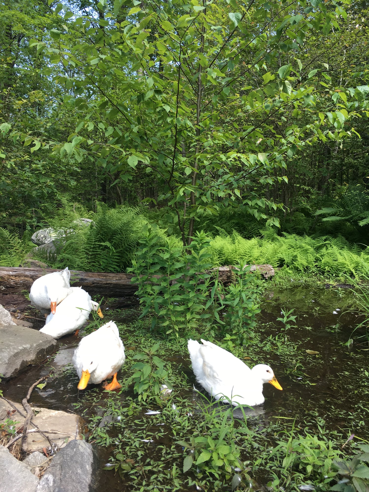 Mixed flocks - How does it work? | BackYard Chickens - Learn How to ...