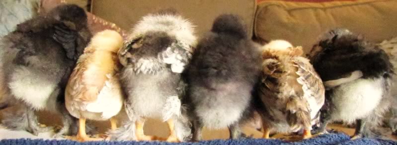 My Backyard Farm | BackYard Chickens - Learn How to Raise Chickens