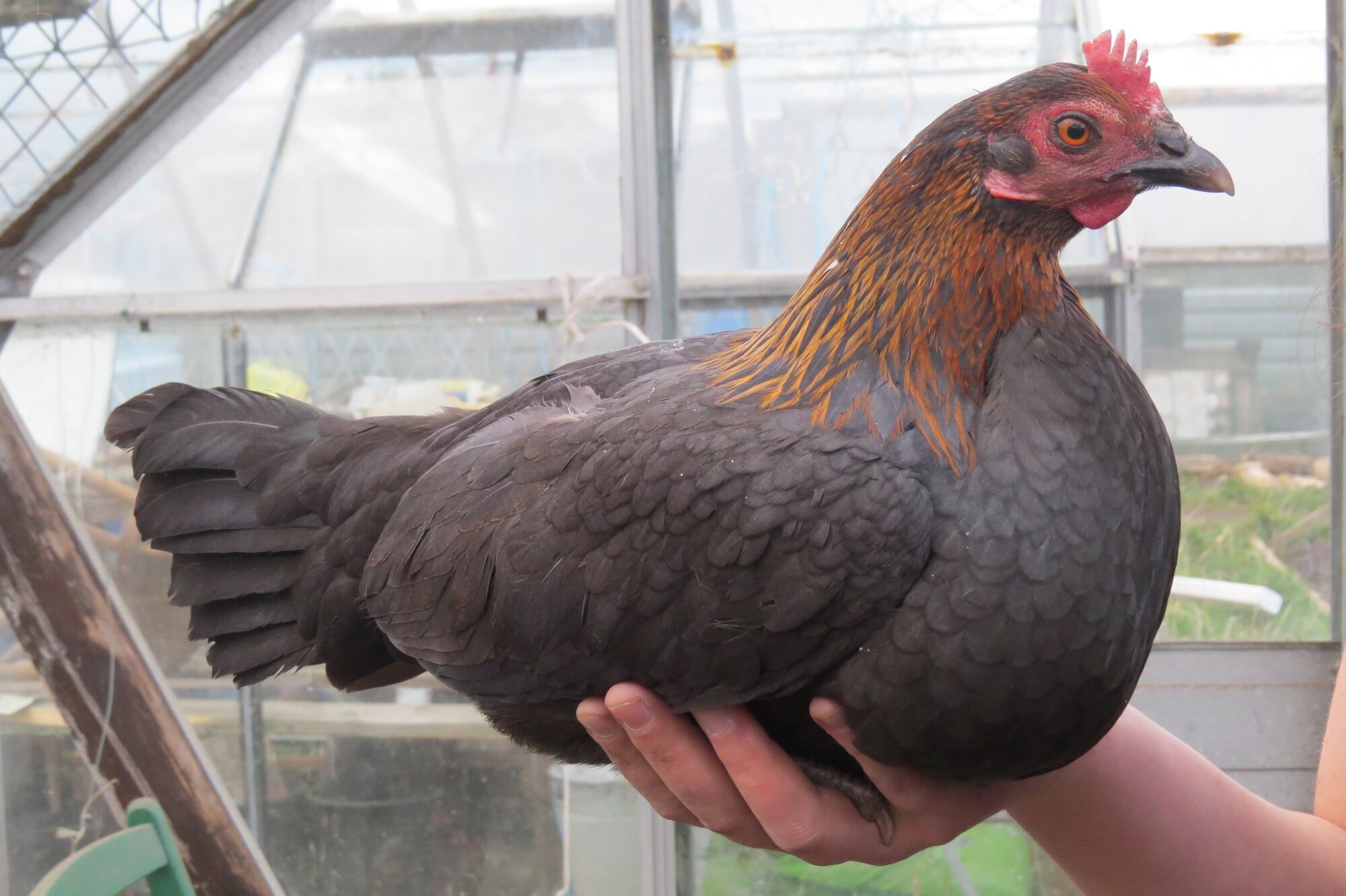 My Birds! | BackYard Chickens - Learn How to Raise Chickens