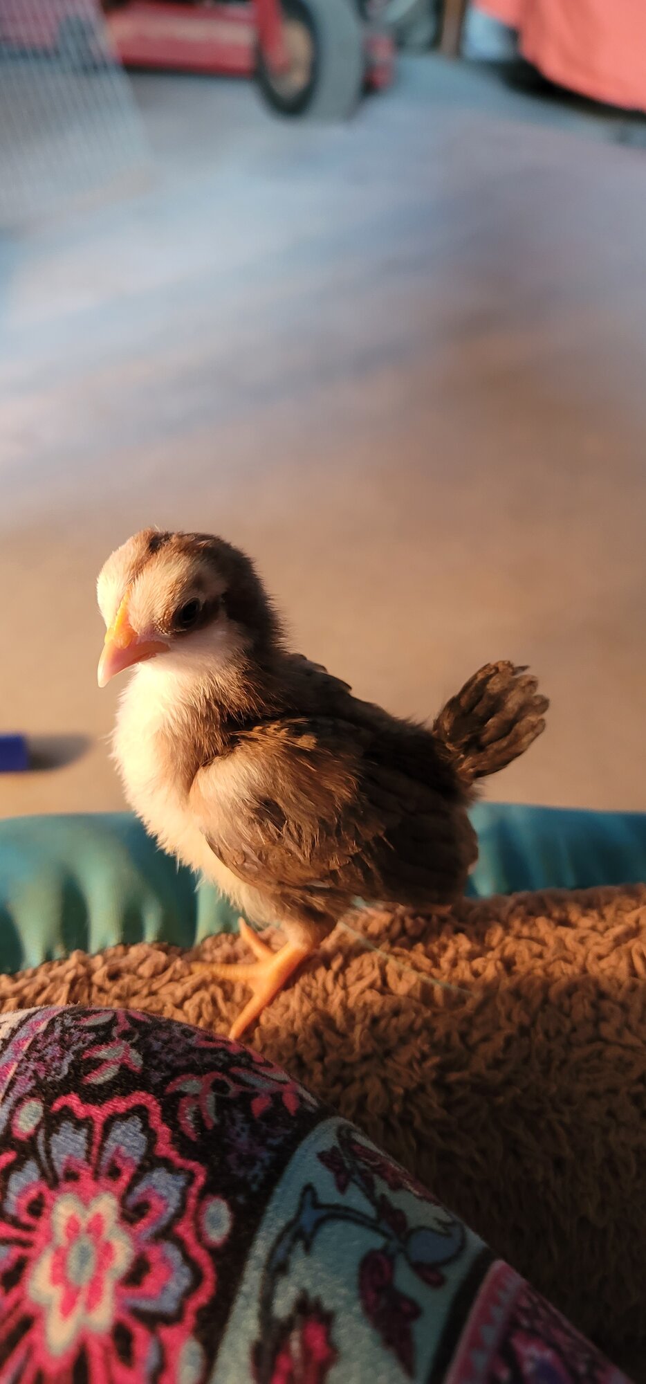 My Chickens! | BackYard Chickens - Learn How to Raise Chickens