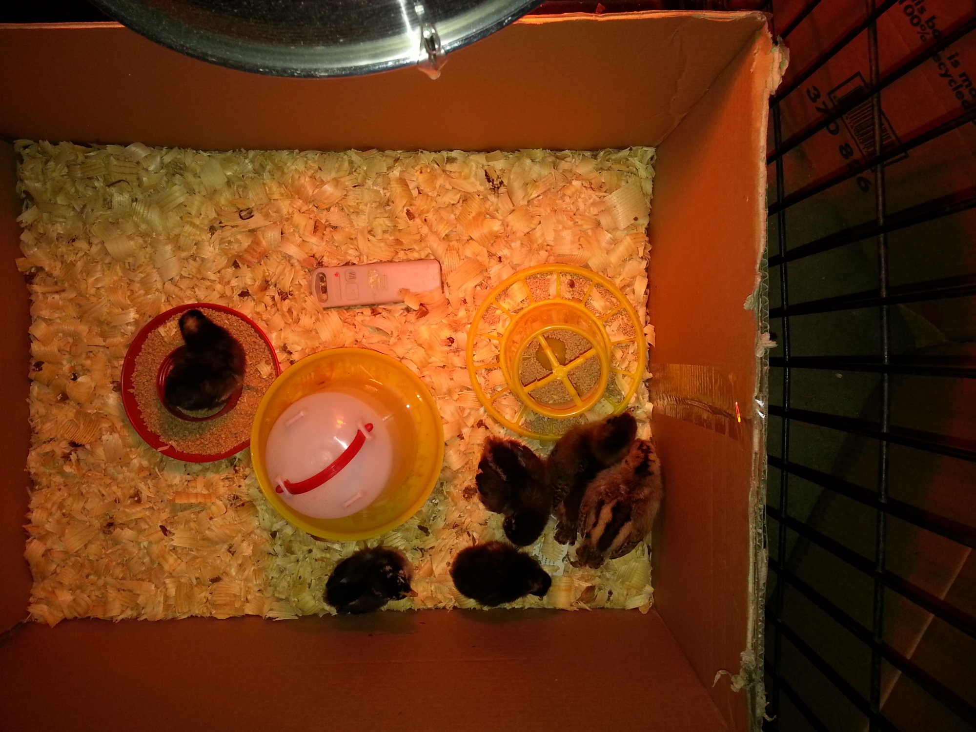 My crooked country coop | BackYard Chickens - Learn How to Raise Chickens