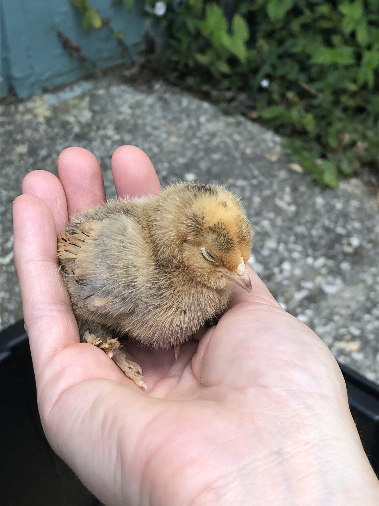 My Experience Raising Baby Chicks | BackYard Chickens - Learn How to ...