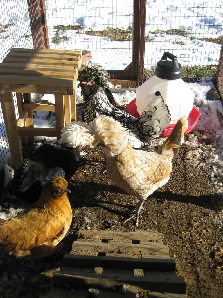 My Flock 1 | BackYard Chickens - Learn How to Raise Chickens
