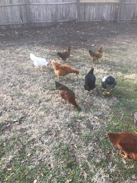 My flock | BackYard Chickens - Learn How to Raise Chickens