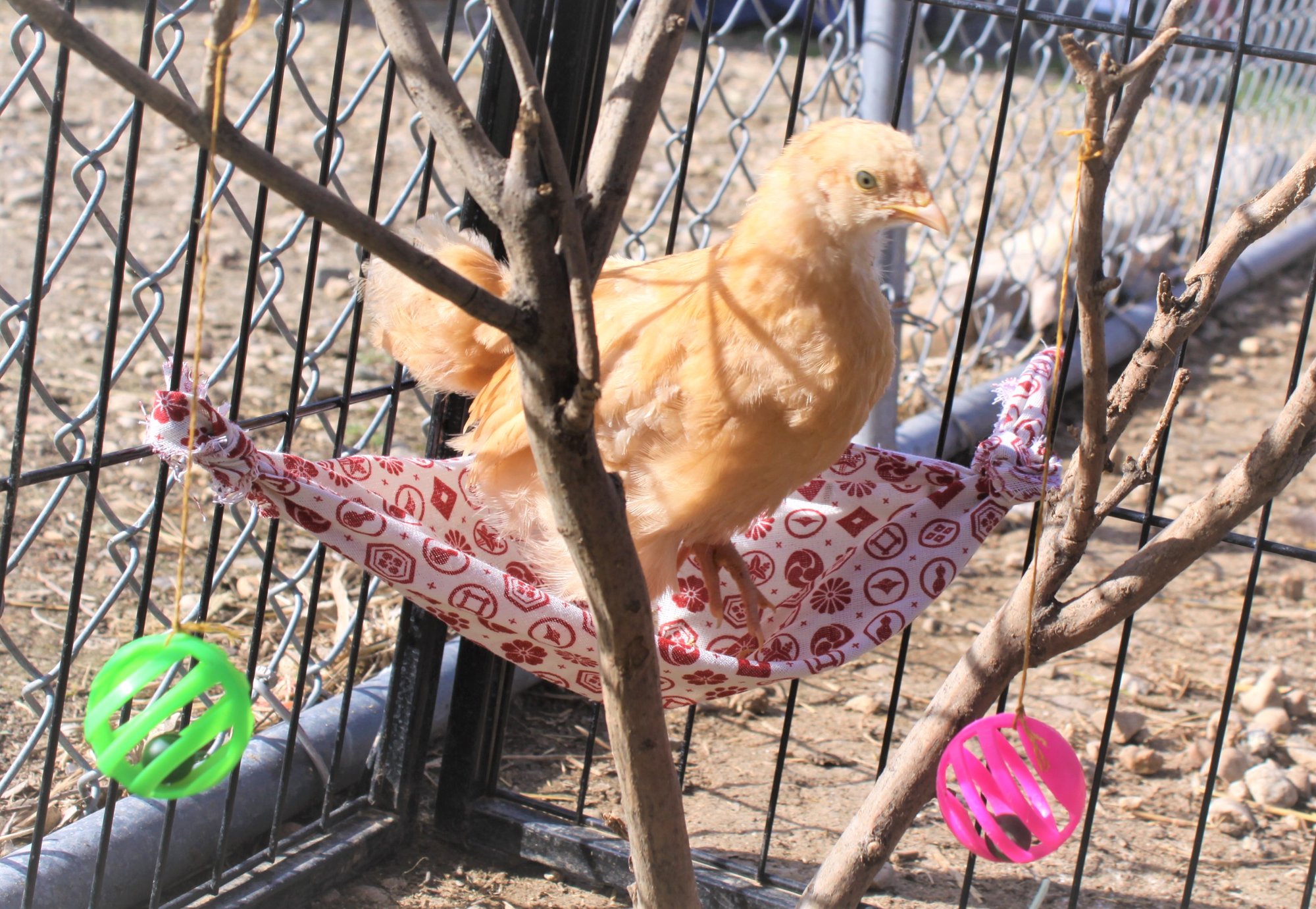 ~My Flock~ | BackYard Chickens - Learn How to Raise Chickens