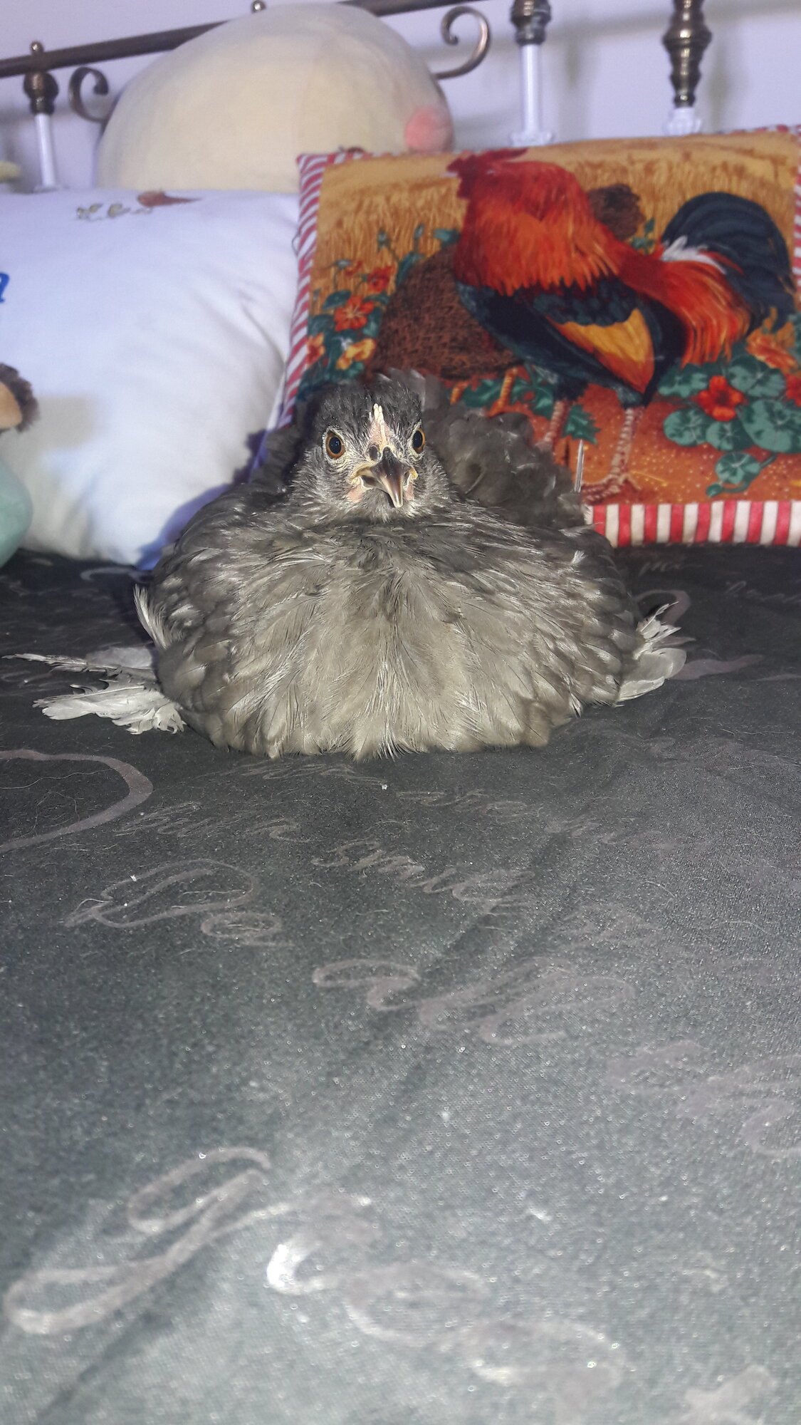 My flock | BackYard Chickens - Learn How to Raise Chickens