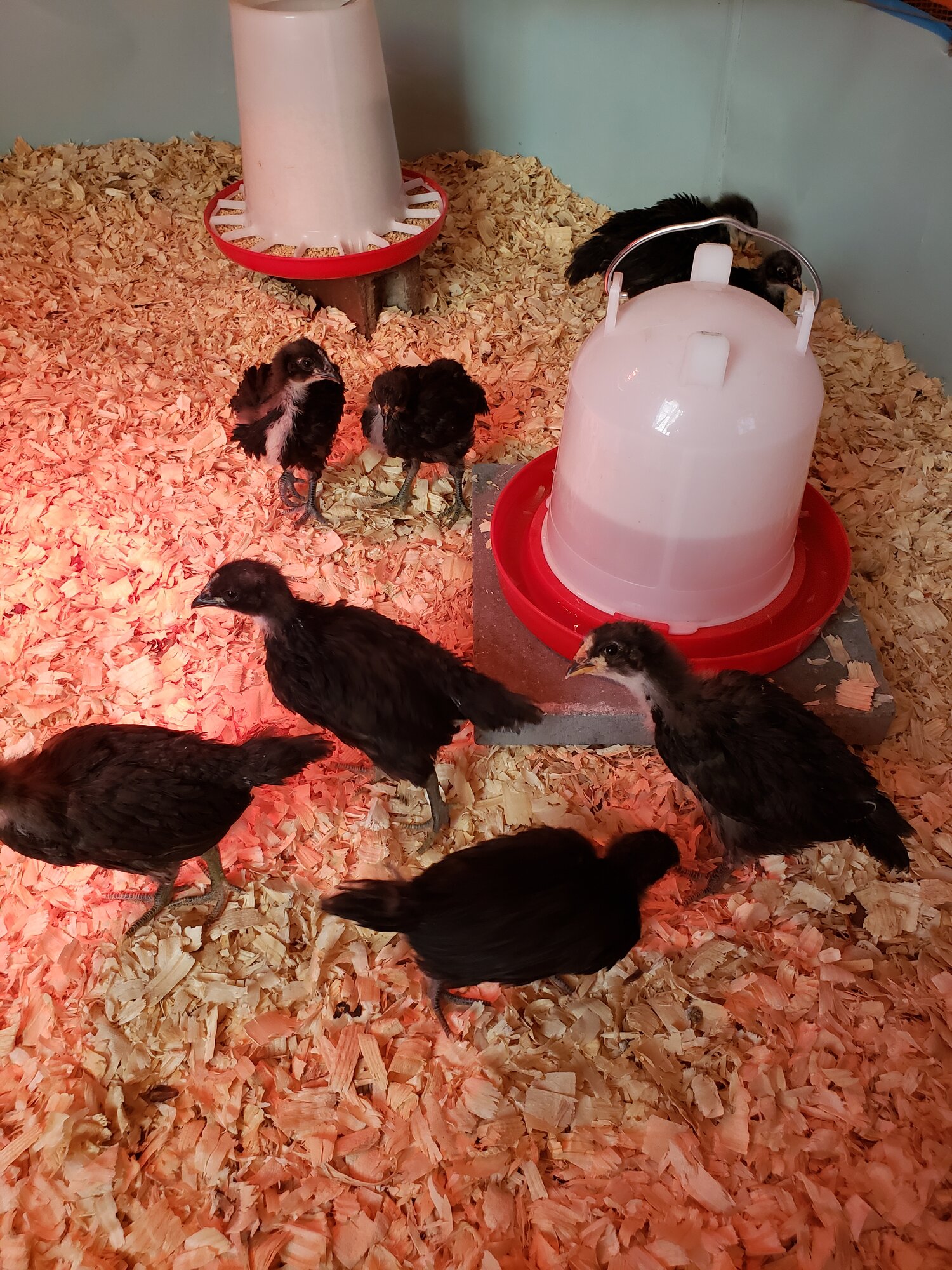 My flock | BackYard Chickens - Learn How to Raise Chickens