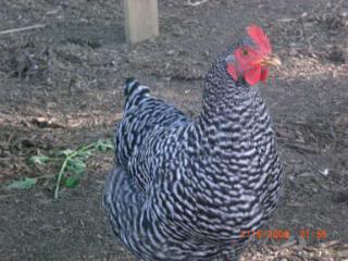 My Ideal Hatchery Chickens | BackYard Chickens - Learn How to Raise ...