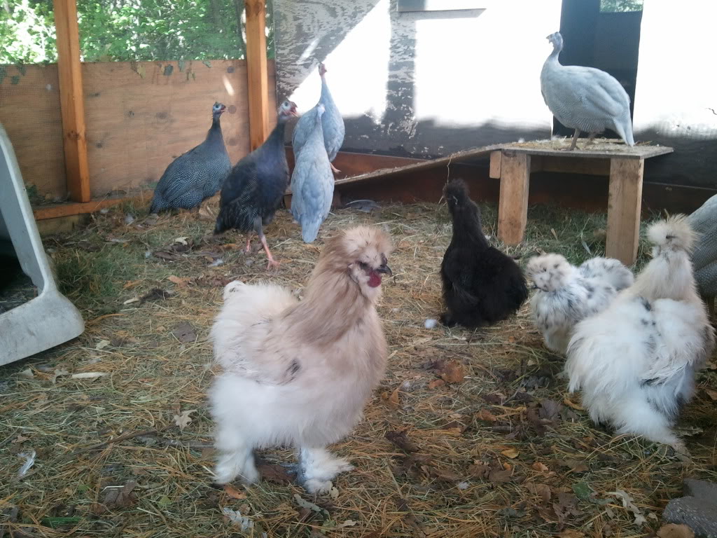 My Pet Poultry | BackYard Chickens - Learn How to Raise Chickens