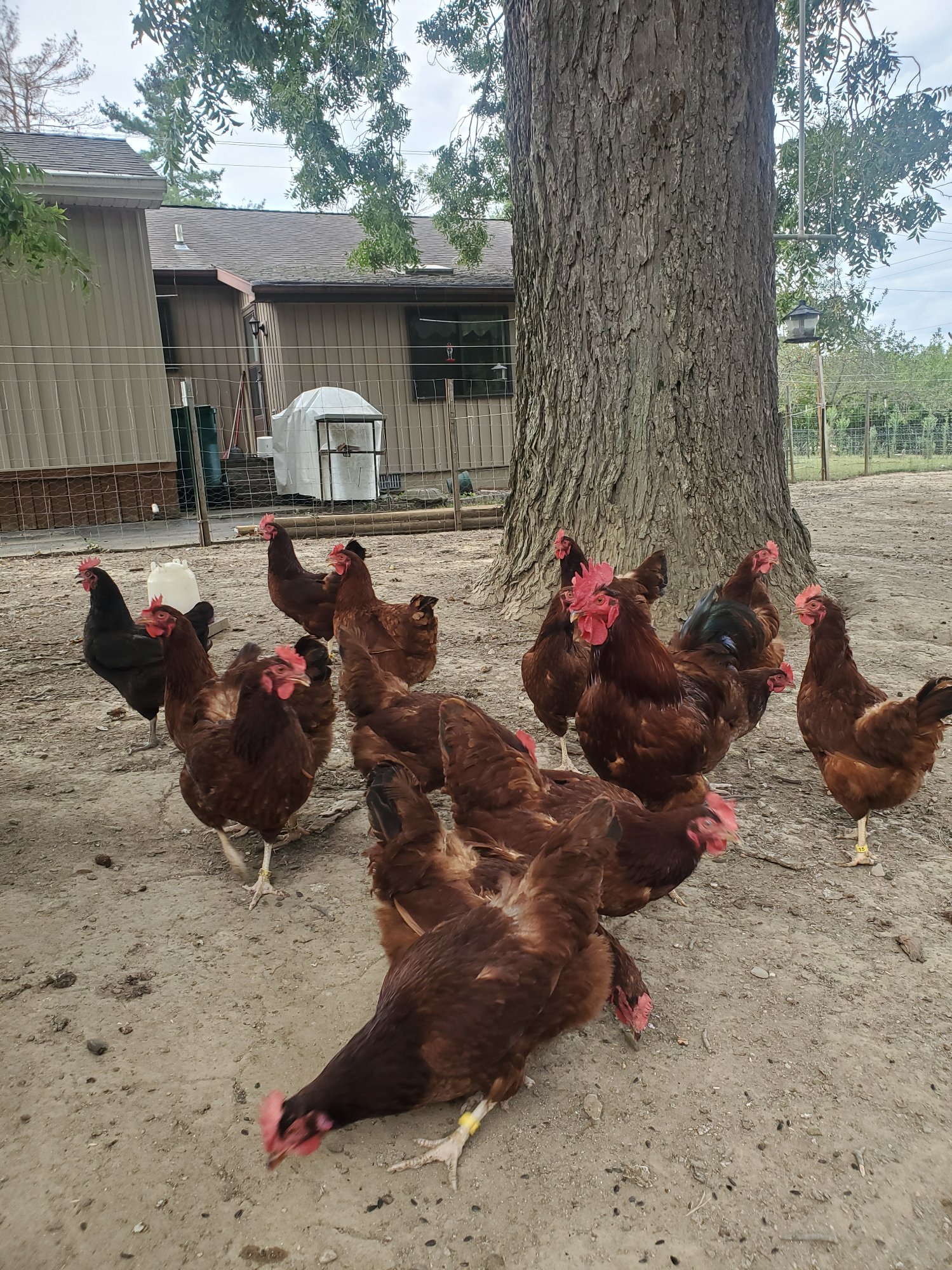 My Rhode Island Red Story | BackYard Chickens - Learn How to Raise Chickens