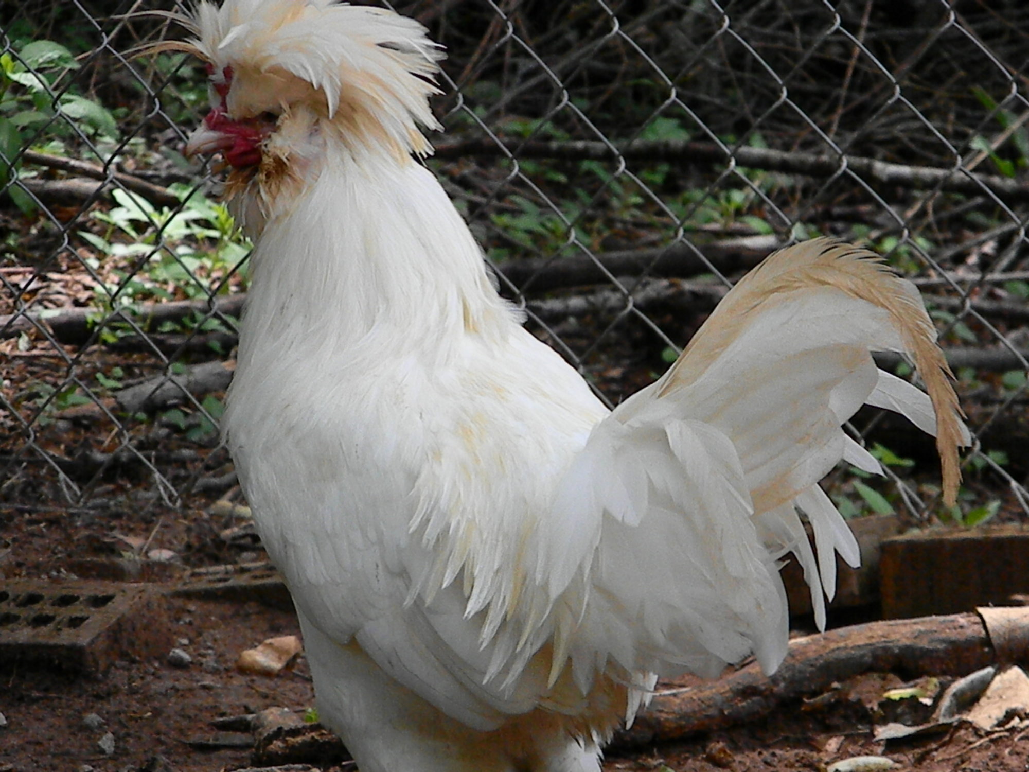 My Sultans | BackYard Chickens - Learn How to Raise Chickens