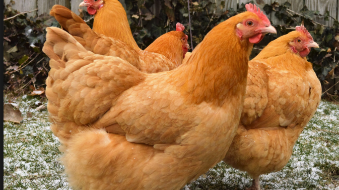 Naming Your Chickens--When Your Chicks Arrive | BackYard Chickens ...