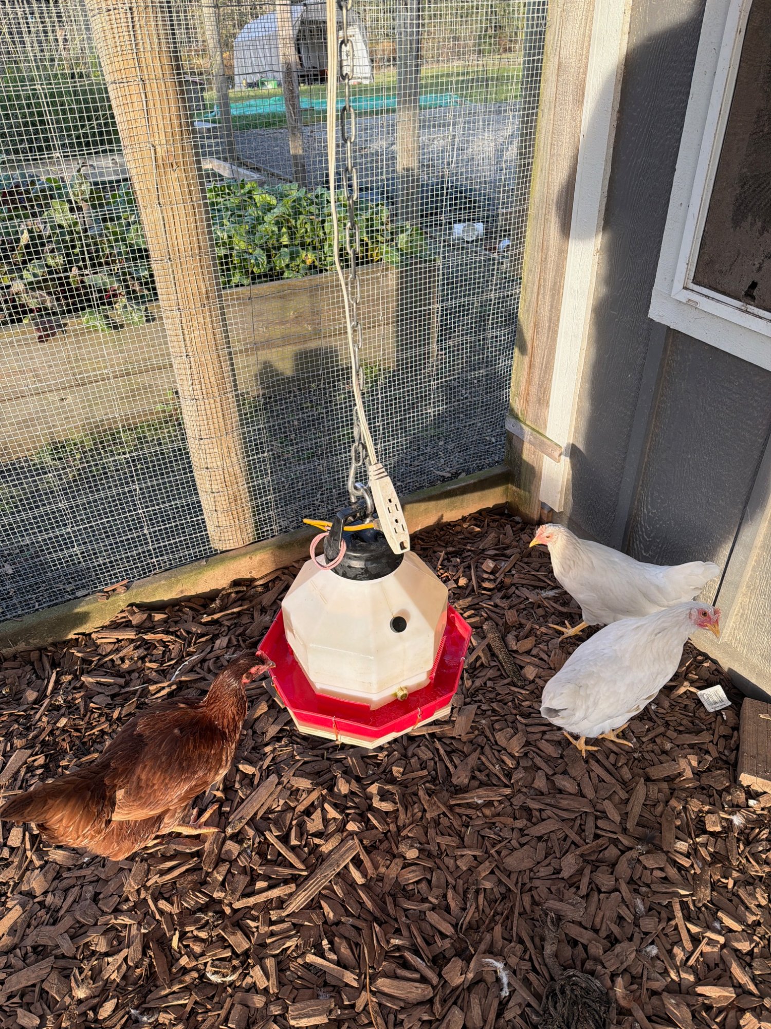 No More Frozen Chicken Water? | BackYard Chickens - Learn How to Raise ...