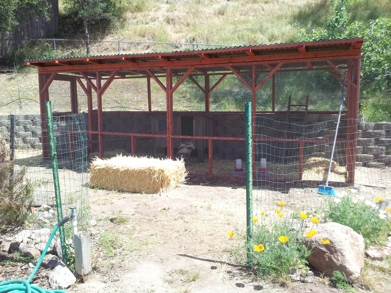 NorCal CC | BackYard Chickens - Learn How to Raise Chickens