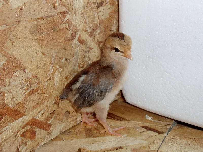 Old English Game Bantams 1 | BackYard Chickens - Learn How to Raise ...