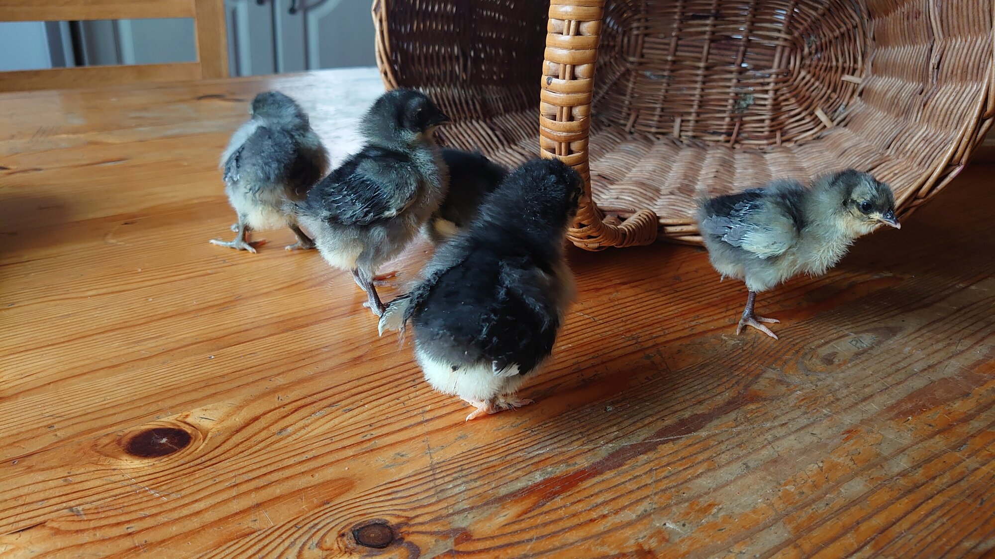 One week old today | BackYard Chickens - Learn How to Raise Chickens