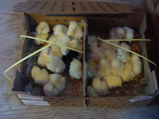 Our Brooder | BackYard Chickens - Learn How to Raise Chickens