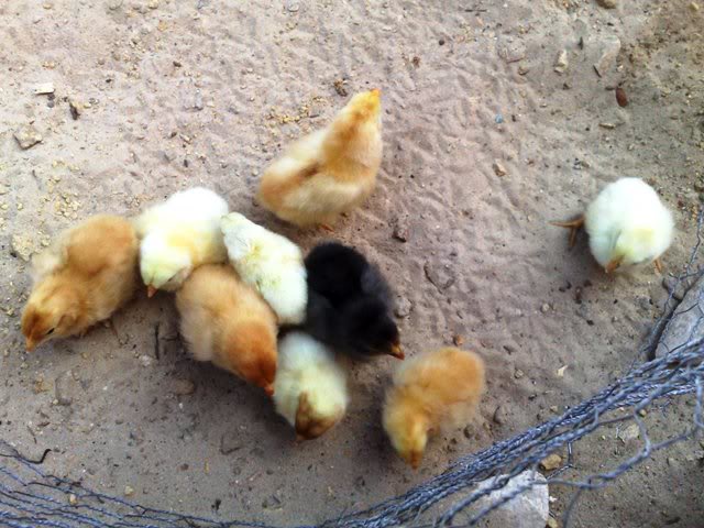 Our Flock 1 Backyard Chickens Learn How To Raise Chickens