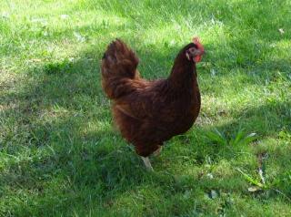 Our Standards | BackYard Chickens - Learn How to Raise Chickens