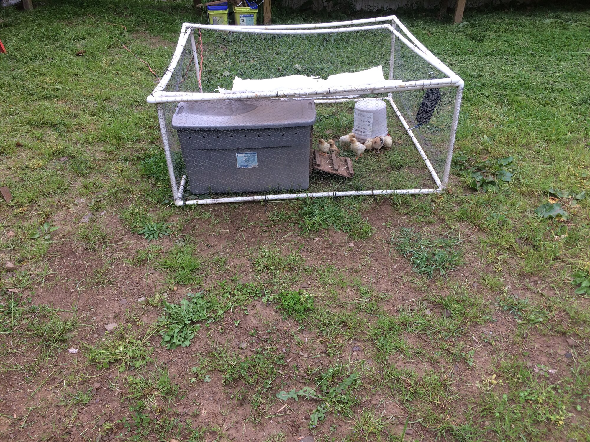 Outdoor Brooding from Day One | BackYard Chickens - Learn How to Raise ...