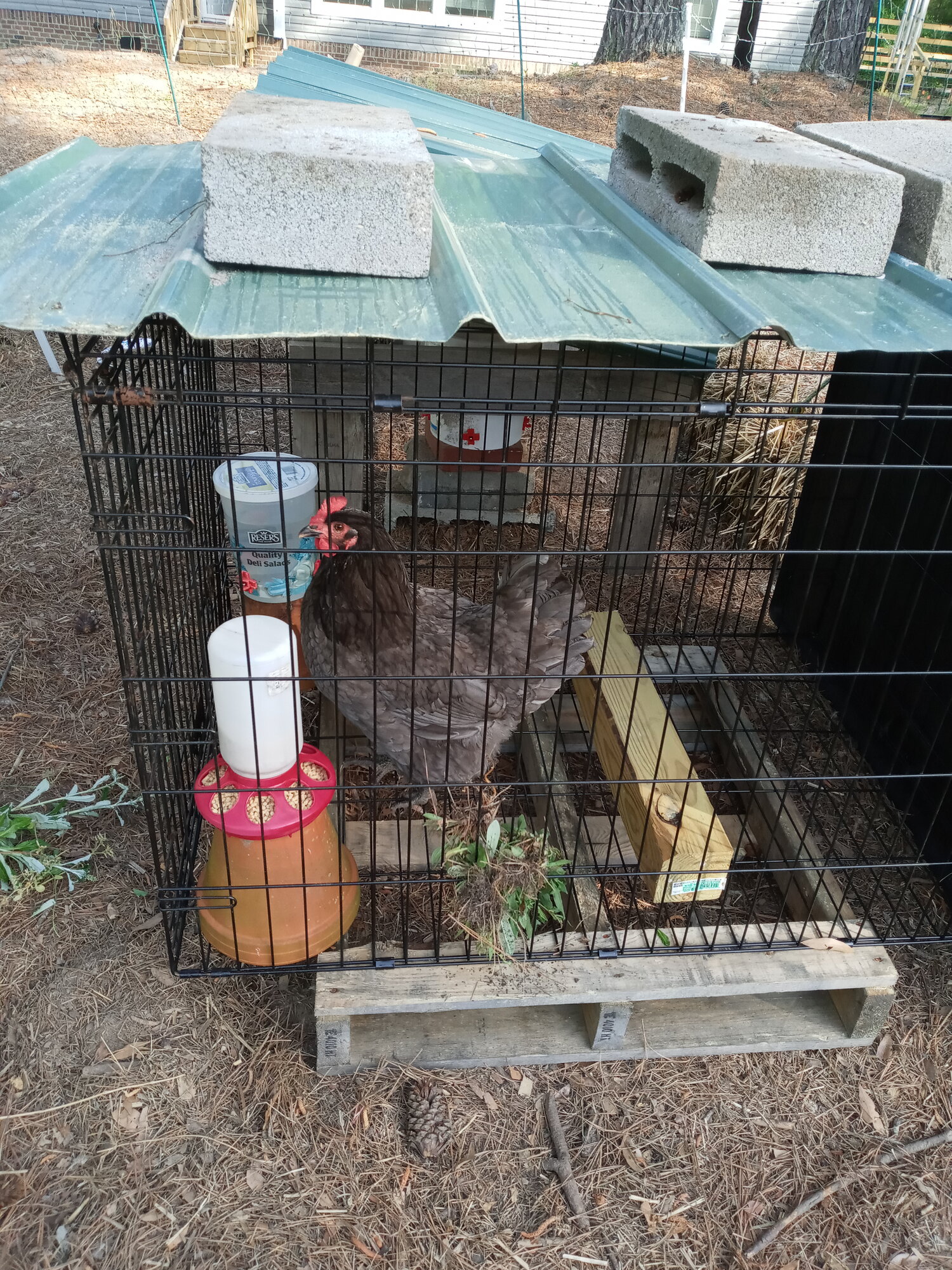 Outdoor Broody Breaker | BackYard Chickens - Learn How to Raise Chickens