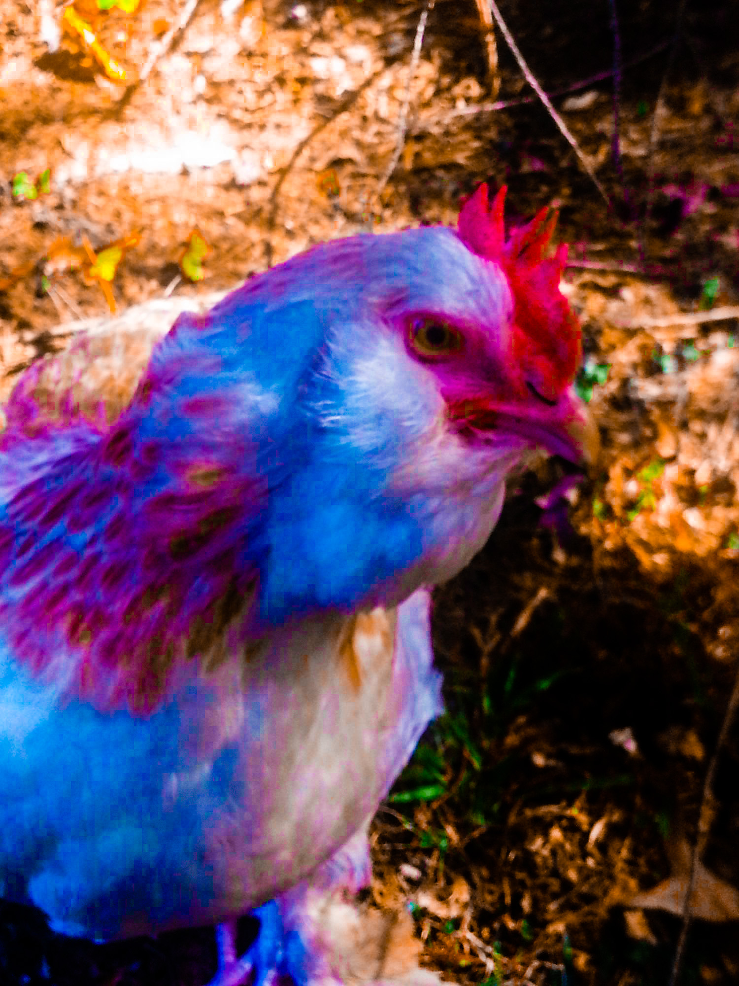 Photoshopping chickens | BackYard Chickens - Learn How to Raise Chickens