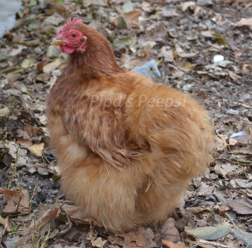Pipd's Peeps! | Silkied Cochin Bantams | BackYard Chickens - Learn How to Raise Chickens