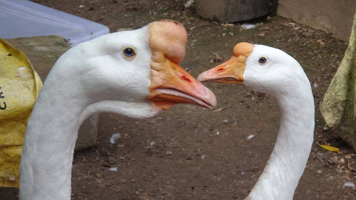 Poultrybonker's Flock | BackYard Chickens - Learn How to Raise Chickens