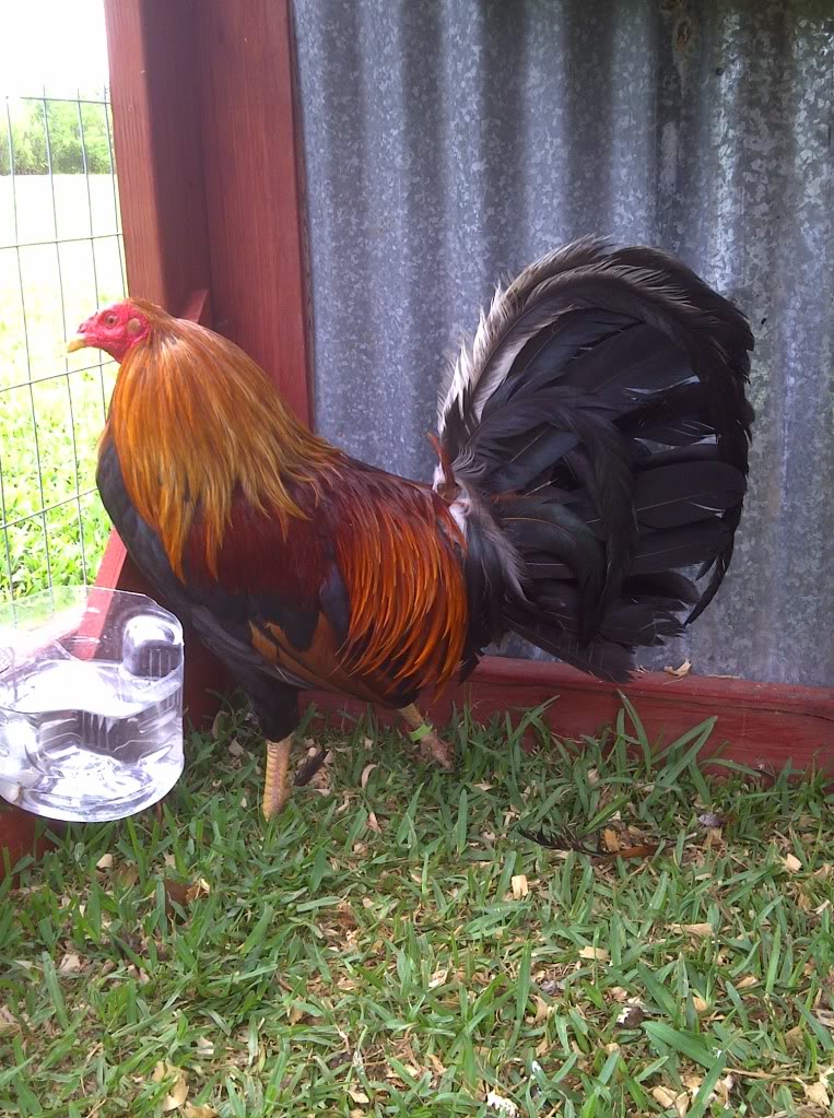 Pure American Game Fowl | BackYard Chickens - Learn How to Raise Chickens