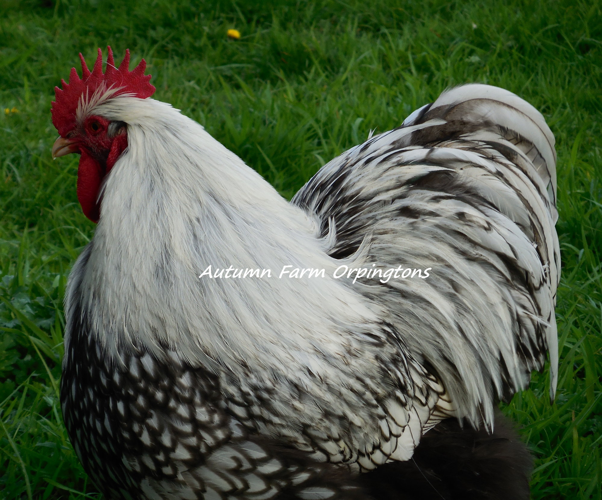 Pure English Silver Laced Rooster | BackYard Chickens - Learn How to ...