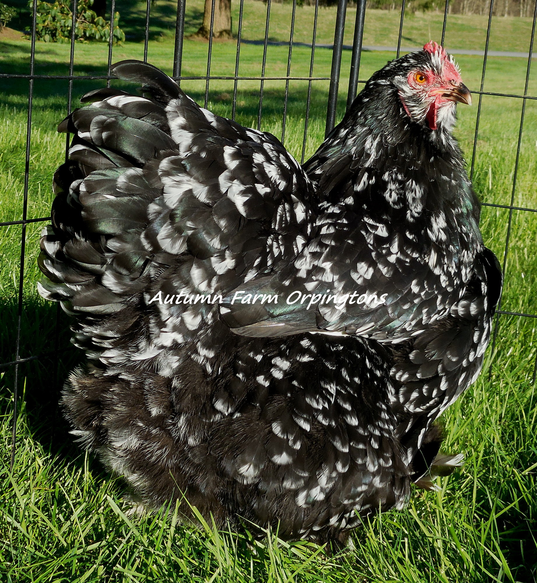 Pure English Spangle/Mottle Orpingtons | BackYard Chickens - Learn How ...