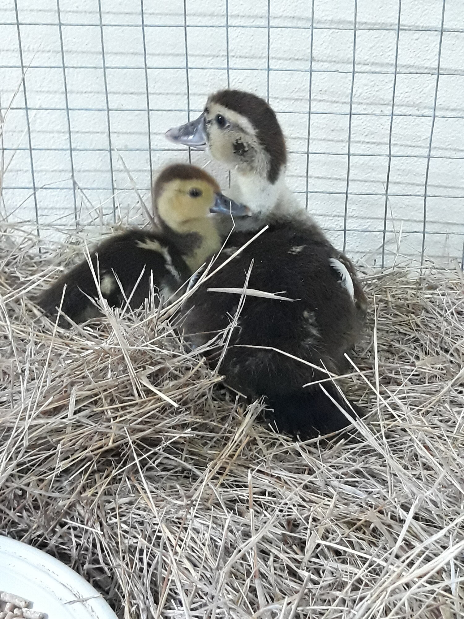 Quack B&B | BackYard Chickens - Learn How to Raise Chickens
