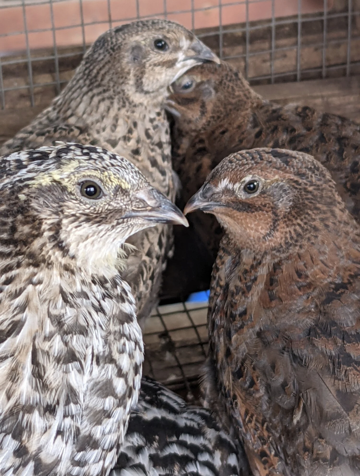 QUAIL BASICS for BEGINNERS | BackYard Chickens - Learn How to Raise ...