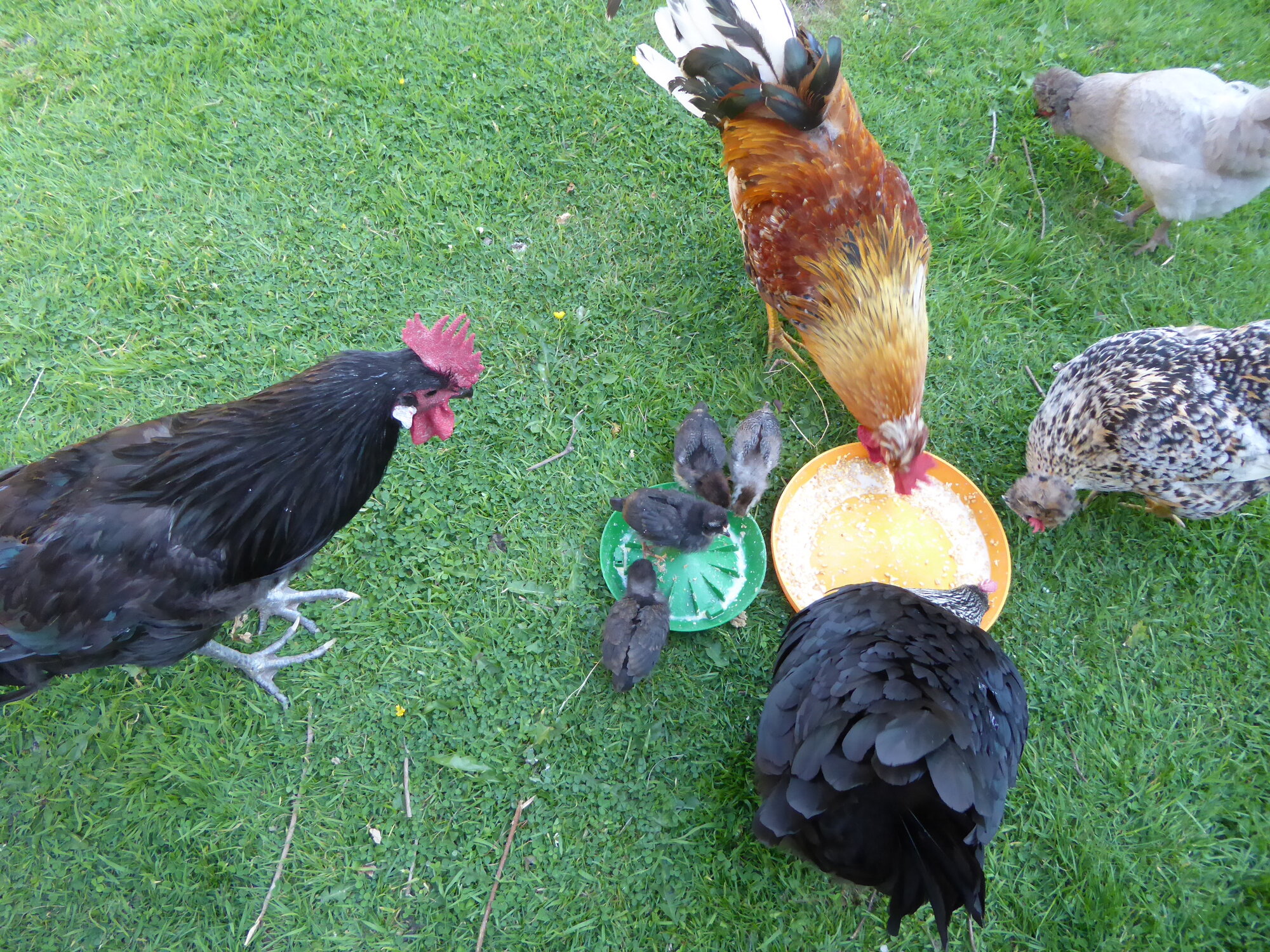 Raising a blind or partially sighted chicken | BackYard Chickens ...