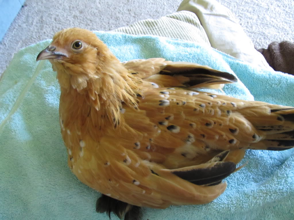 Random Chick Pictures | BackYard Chickens - Learn How to Raise Chickens