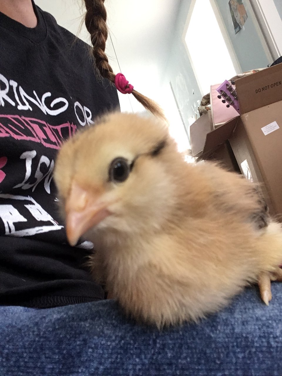 Random chicken pics | BackYard Chickens - Learn How to Raise Chickens