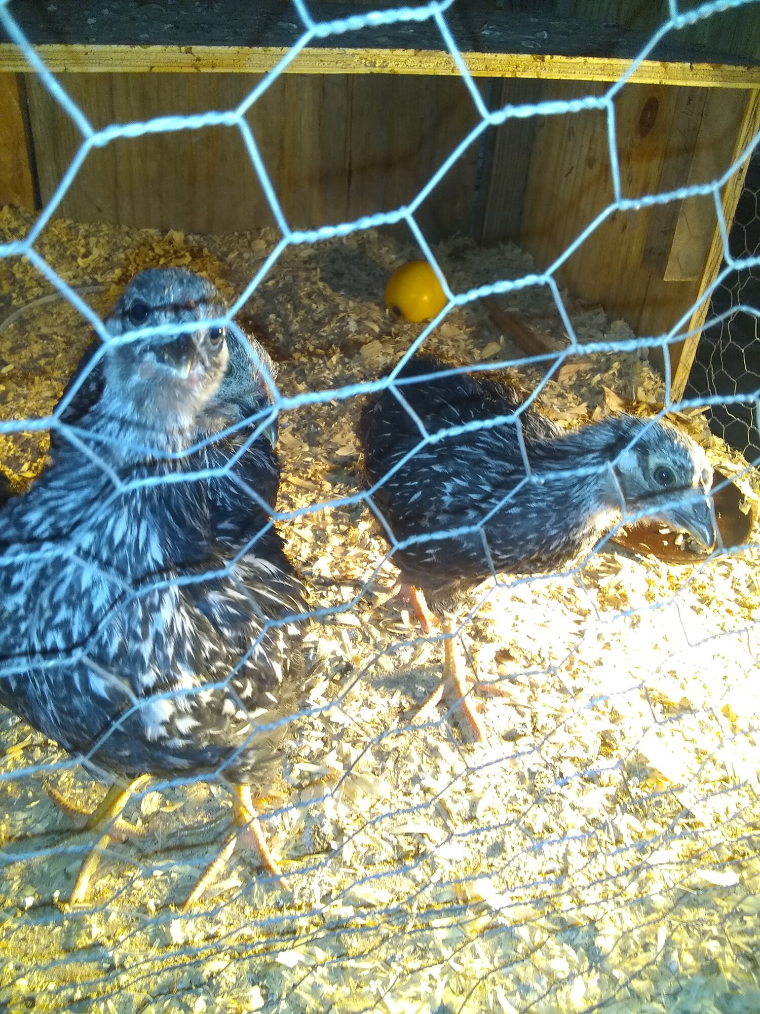 Ready For Coop Backyard Chickens Learn How To Raise Chickens