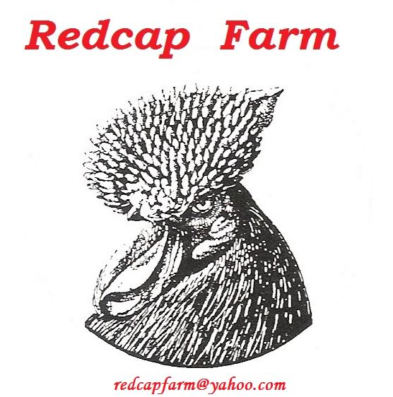 Redcap Farms Member Page | BackYard Chickens - Learn How to Raise Chickens