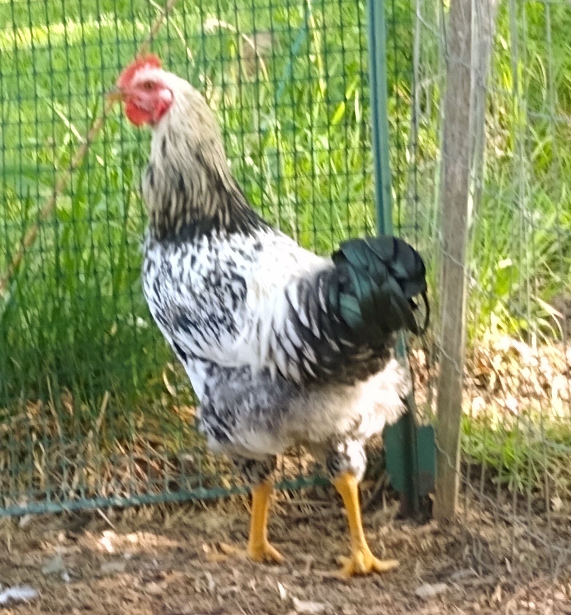 Rehoming a rooster | BackYard Chickens - Learn How to Raise Chickens