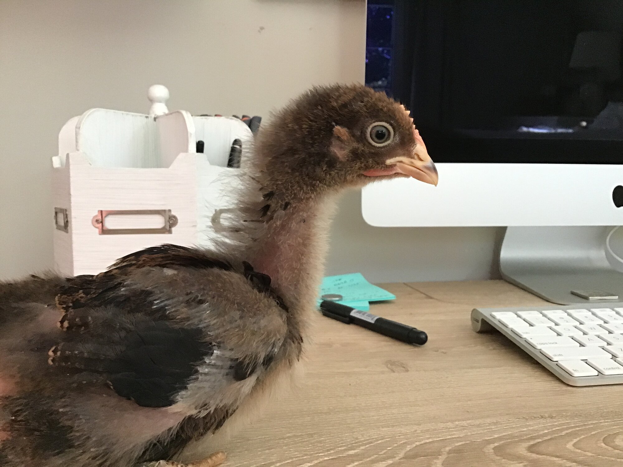 Roo or hen? | BackYard Chickens - Learn How to Raise Chickens