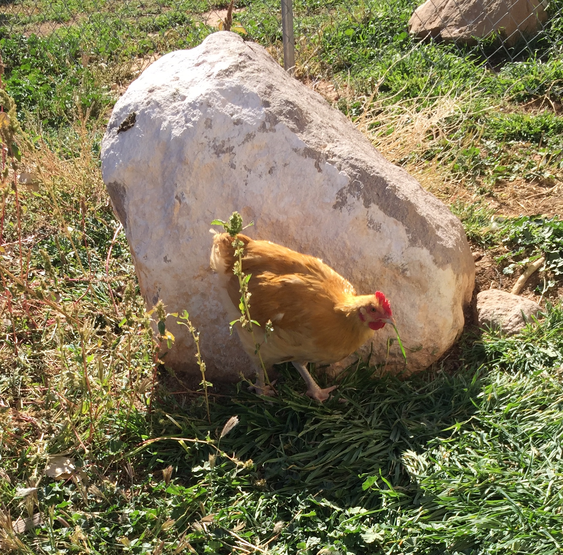 Rooster Or Hen Backyard Chickens Learn How To Raise Chickens