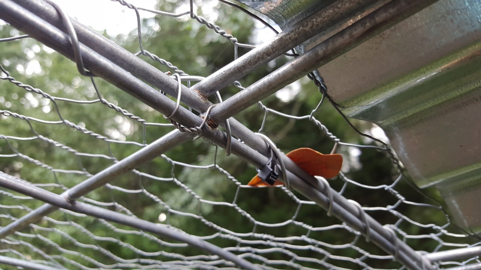 Sandbox Brooder | BackYard Chickens - Learn How to Raise Chickens