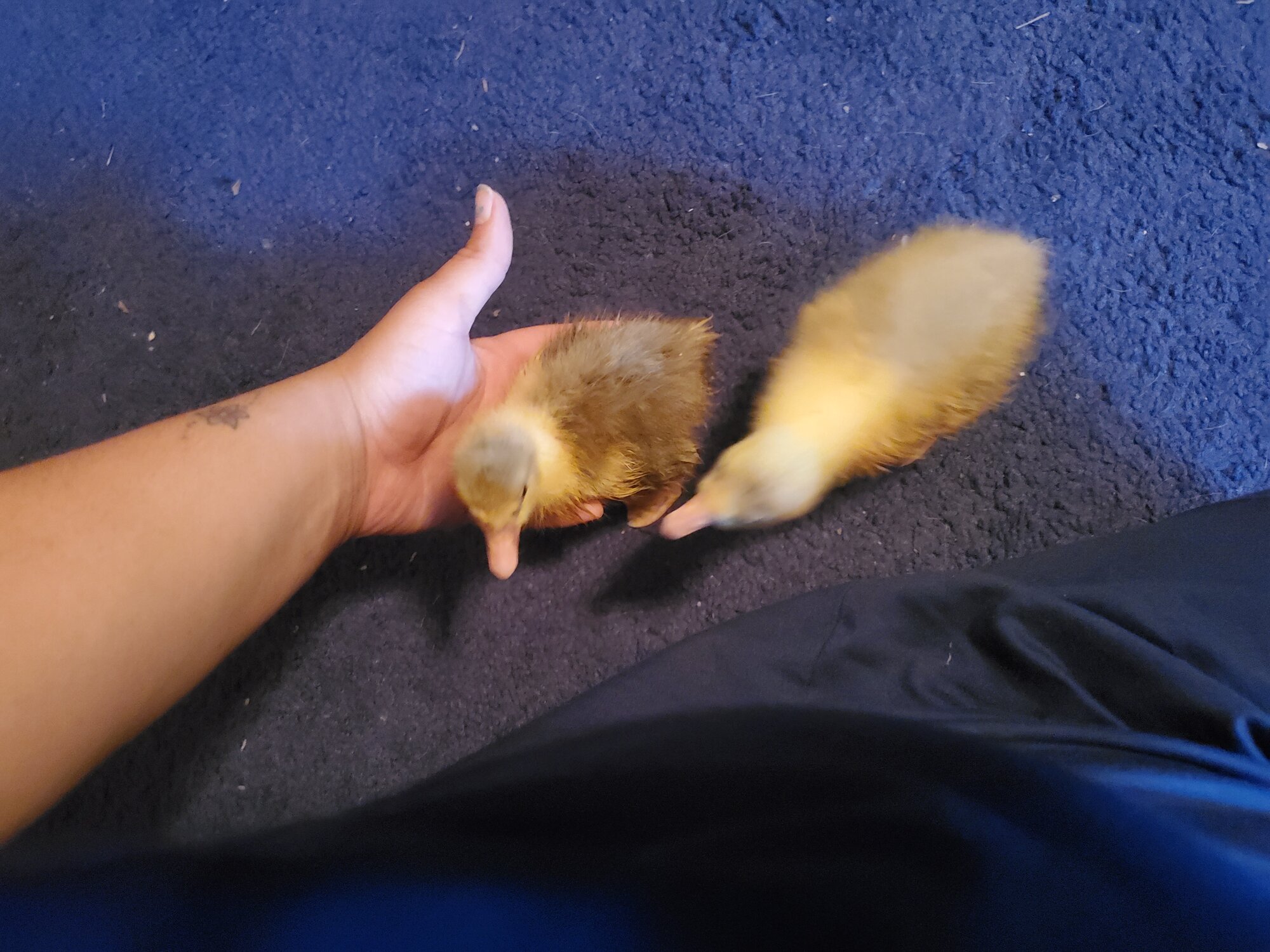 Sebastopol goslings | BackYard Chickens - Learn How to Raise Chickens