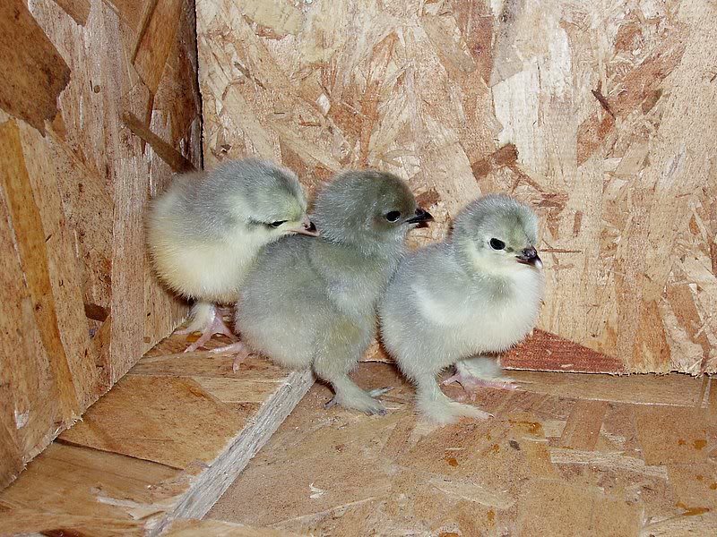 Self Blue Cochin | BackYard Chickens - Learn How to Raise Chickens