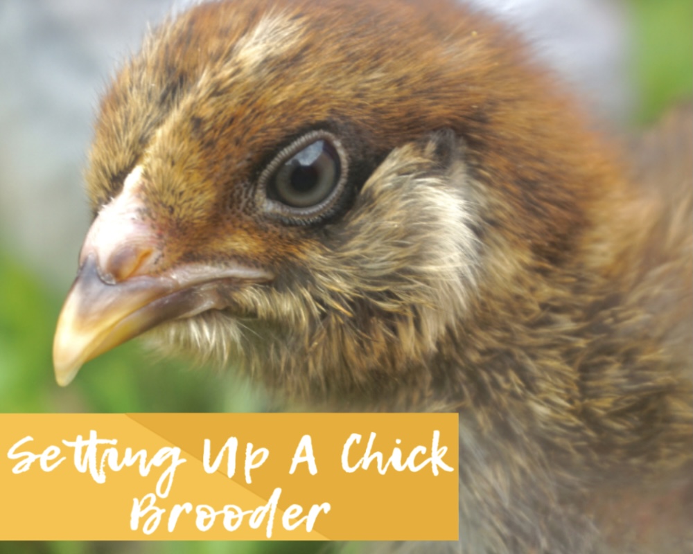 Setting up a Chick Brooder 🐥 | BackYard Chickens - Learn How to Raise ...