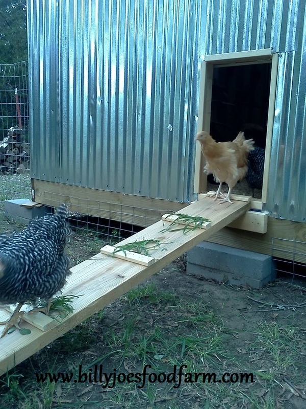 Shady Oasis Coop & Run | BackYard Chickens - Learn How to Raise Chickens
