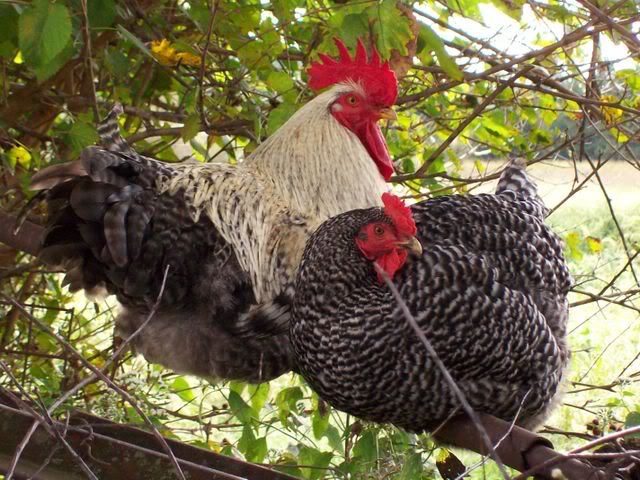 Shellys Page | BackYard Chickens - Learn How to Raise Chickens